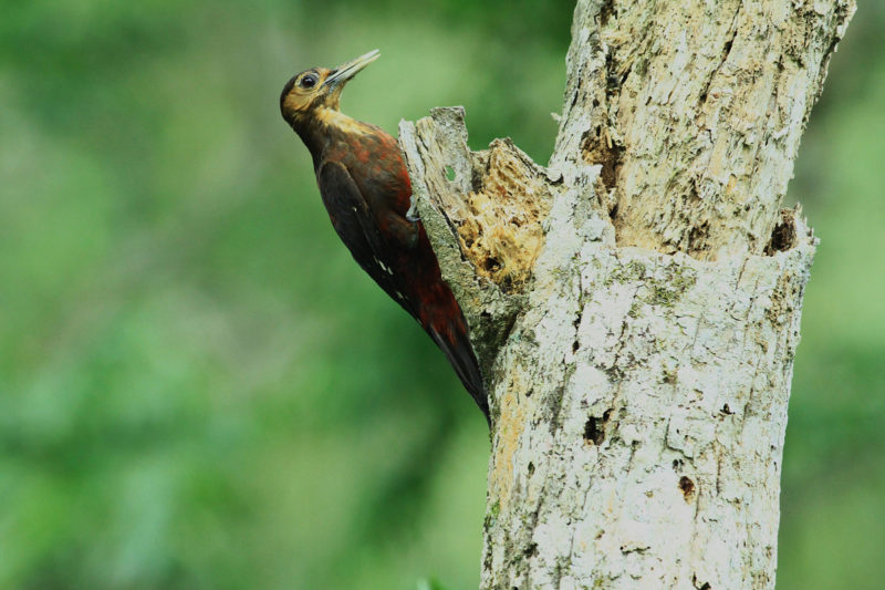 Tour details - O.N.O 沖縄ネイチャーオフィス